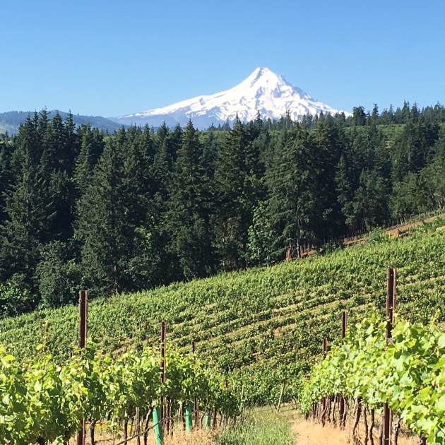 Oregon – Pinot Noir and Life Beyond - Harpers Wine & Spirit Trade News