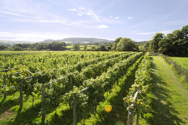 Upselling wine to the promiscuous drinker - Harpers Wine & Spirit Trade ...