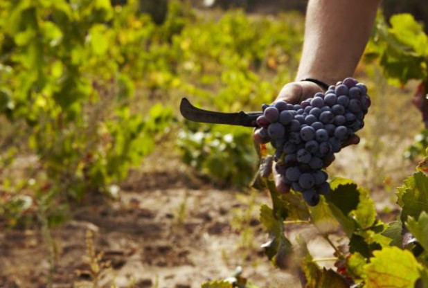 Indigenous grapes to fly the flag for Wines from Spain tasting ...