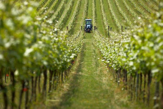 English Wine Week returns with packed 2025 campaign - Harpers Wine ...