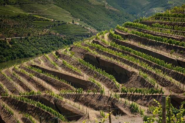 Sogrape: Sandeman and Porto Ferreira join raft of vintage port ...